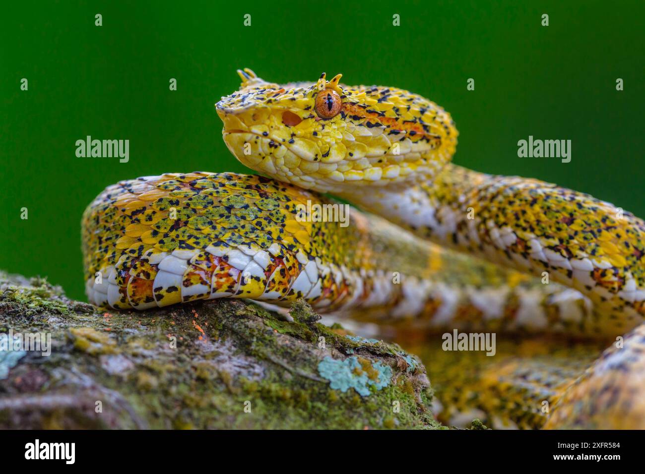 Eyelash viper (Bothriechis schlegelii) Costa Rica Stock Photo - Alamy