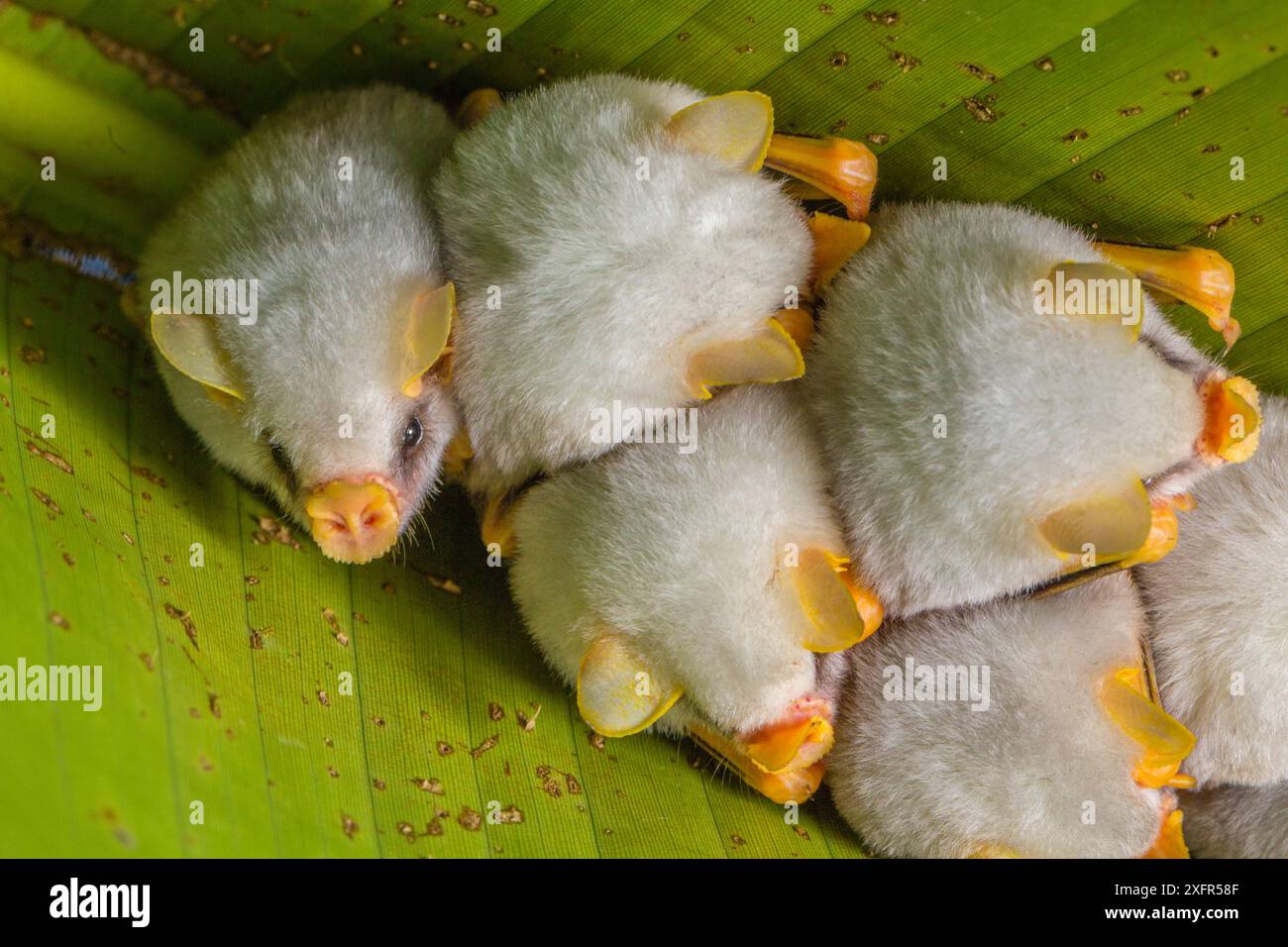 White tent making bat (Ectophylla alba) roosting in tree, La Selva ...