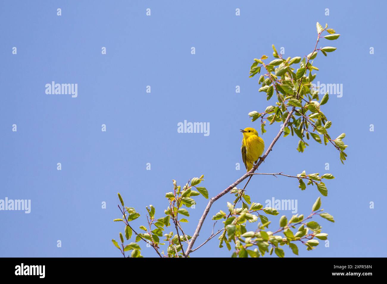 Yellow warbler (Dendroica petechia) male, Bozeman, Montana, USA Stock ...
