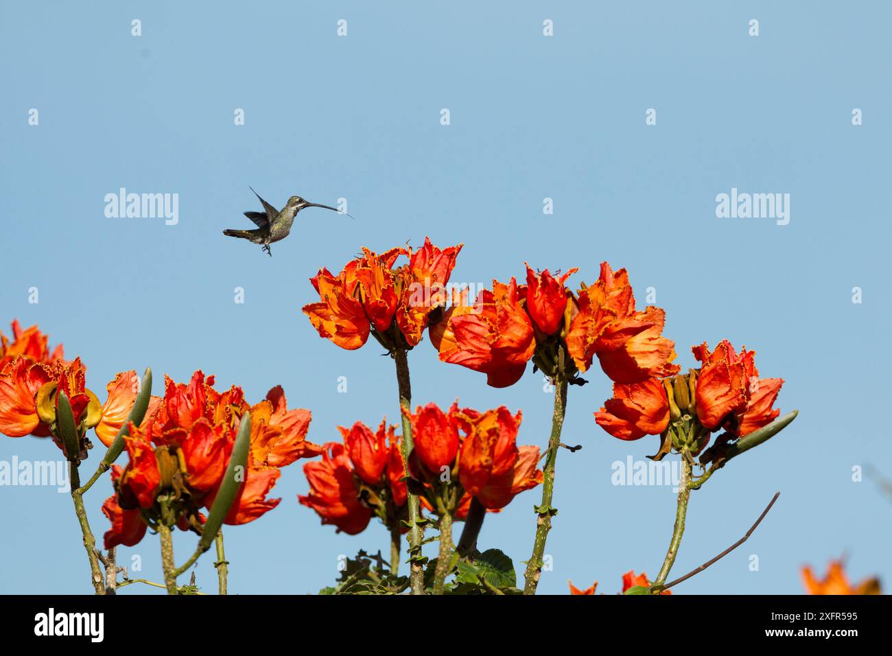Green-crowned brilliant hummingbird (Heliodoxa jacula) drinking from ...