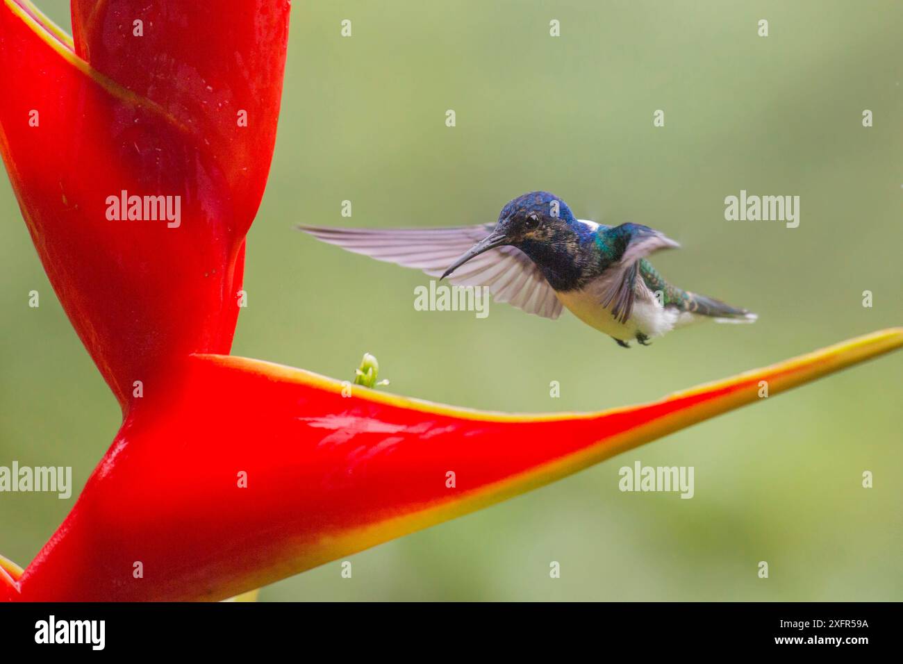 Violet sabrewing hummingbird (Campylopterus hemileucurus) visiting ...