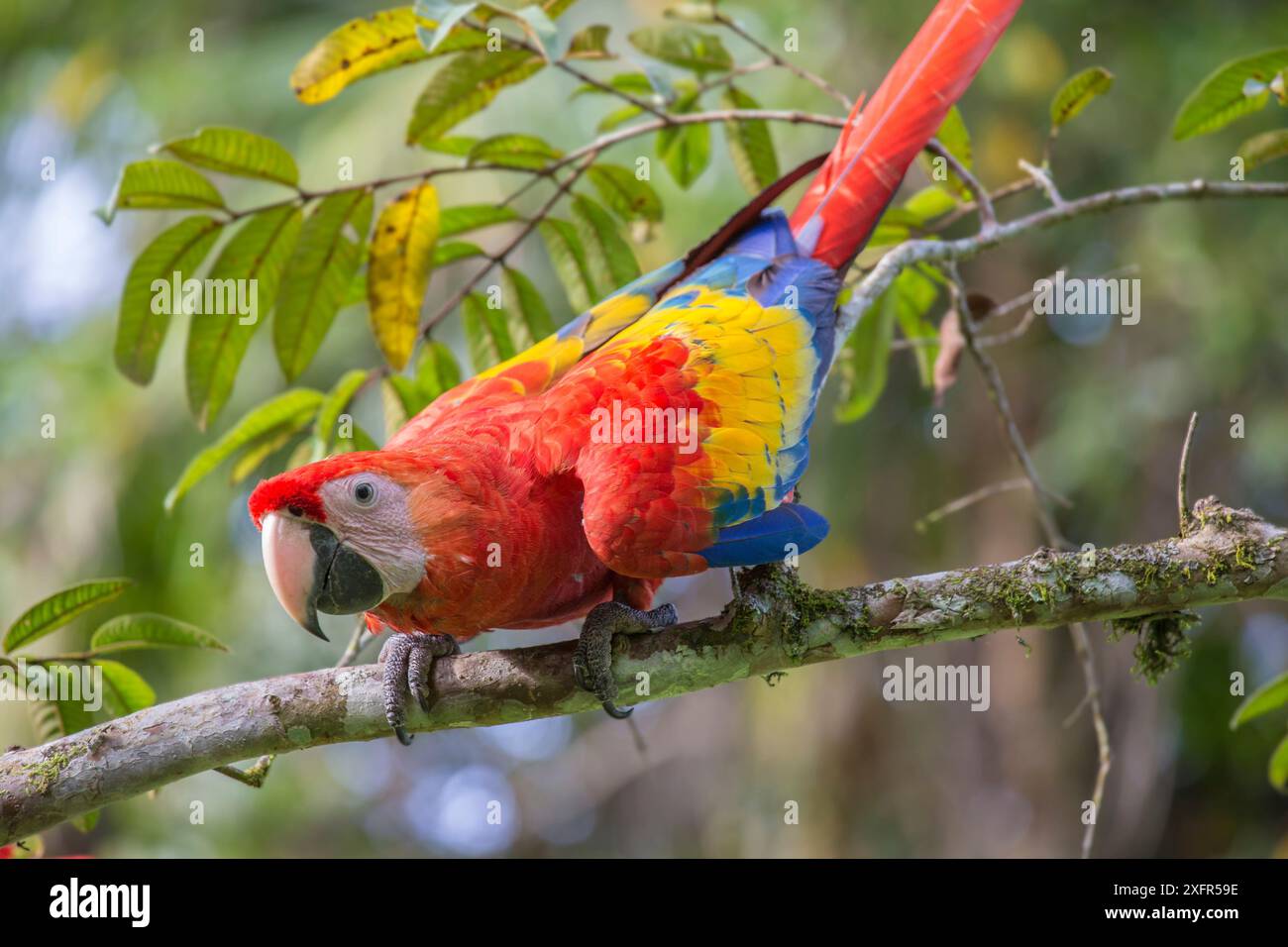 Neotropical rainforests hi-res stock photography and images - Alamy