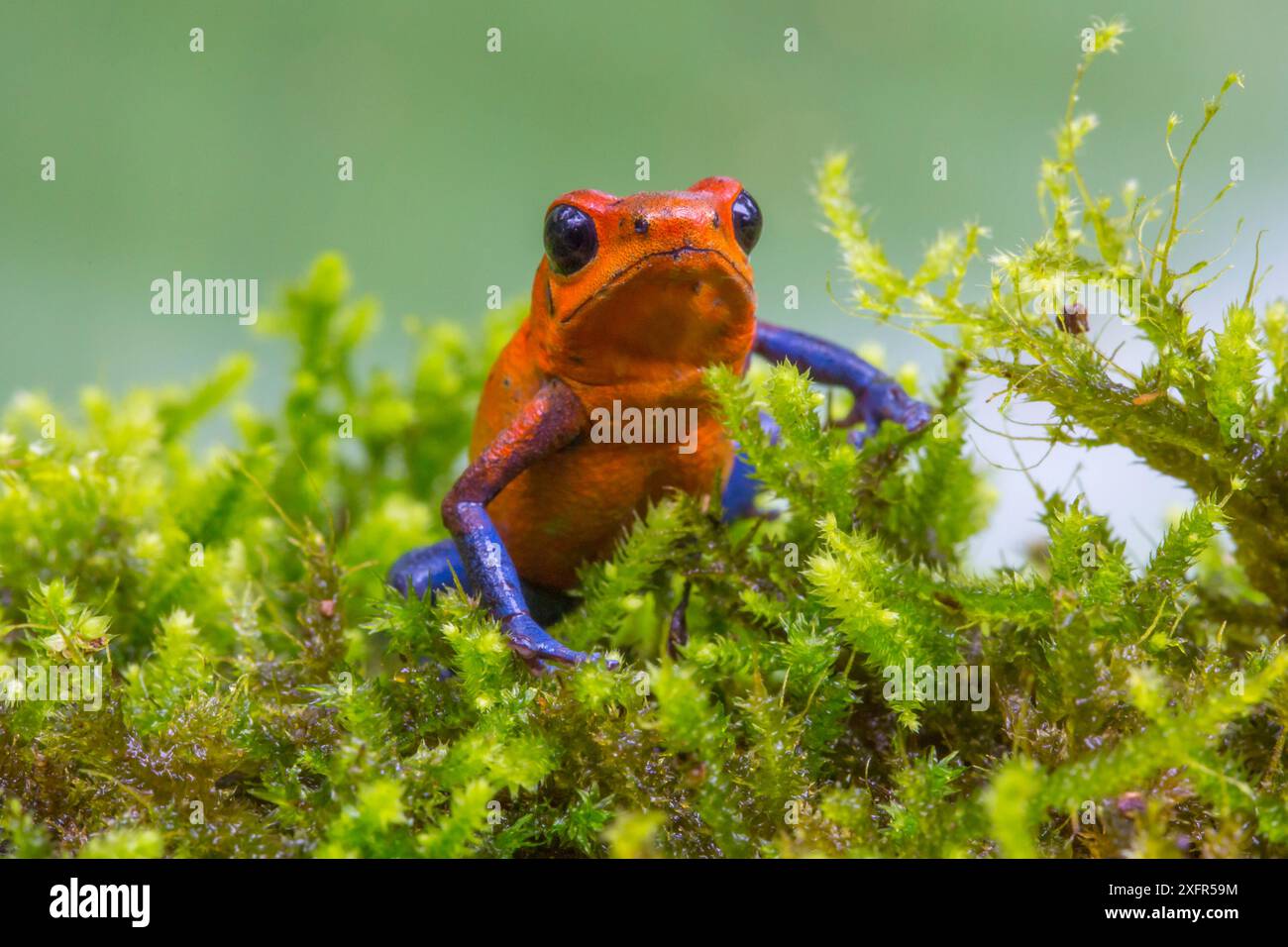 Strawberry poison dart frog (Oophaga pumilio) La Selva Field Station ...