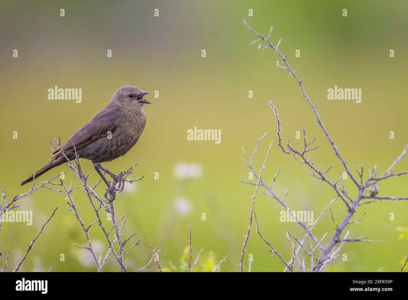 Female common grackle hi-res stock photography and images - Alamy