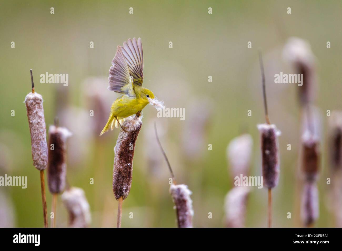 Yellow warbler (Dendroica petechia) collecting nesting material from ...