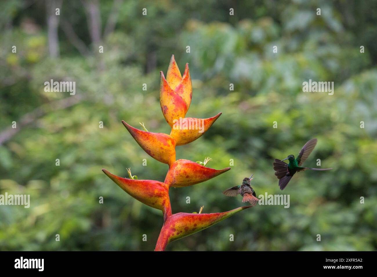 Territorial Rufous-tailed hummingbird (Amazilia tzacatl) fighting off ...