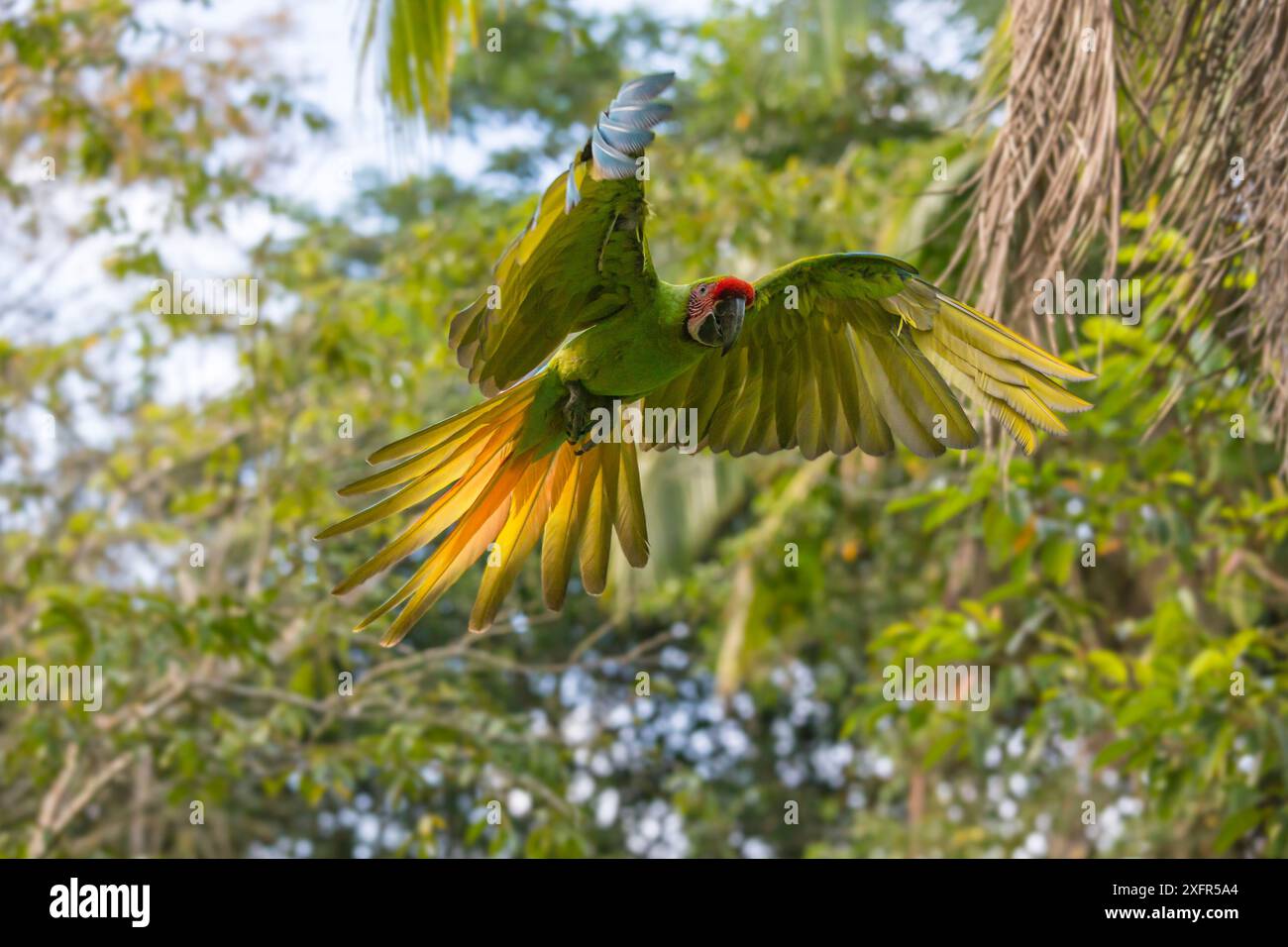 Great green macaw (Ara ambiguus) flying, La Selva Field Station, Costa ...