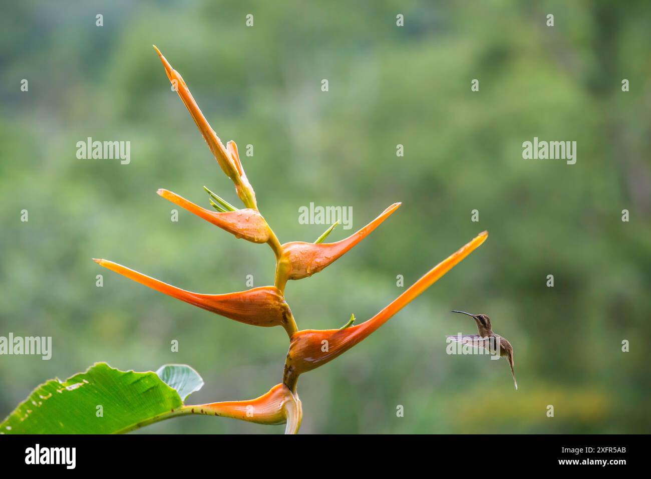 Stripe-throated hermit hummingbird (Phaethornis striigularis) feeding ...