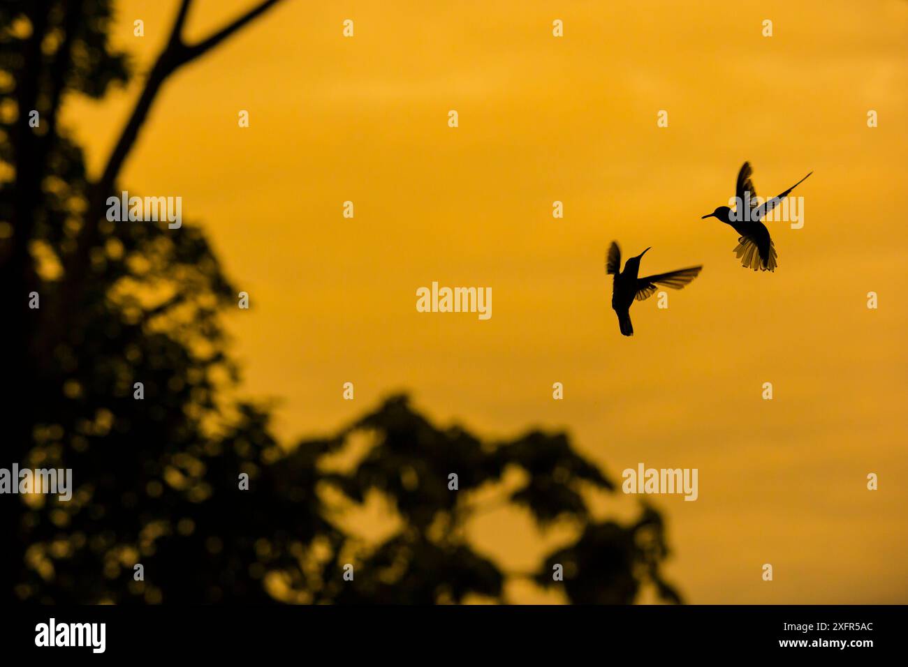 Violet sabrewing hummingbird (Campylopterus hemileucurus) male ...