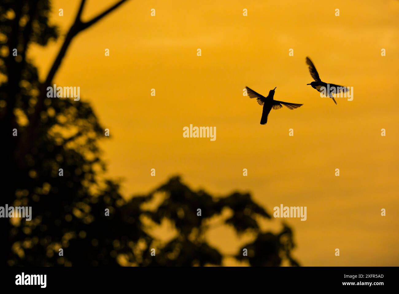 Violet sabrewing hummingbird (Campylopterus hemileucurus) male ...