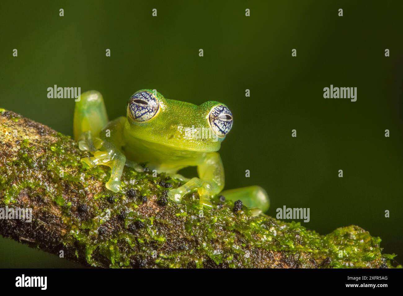 Nicaraguan giant glass frog (Espadarana prosoblepon) La Selva Field ...