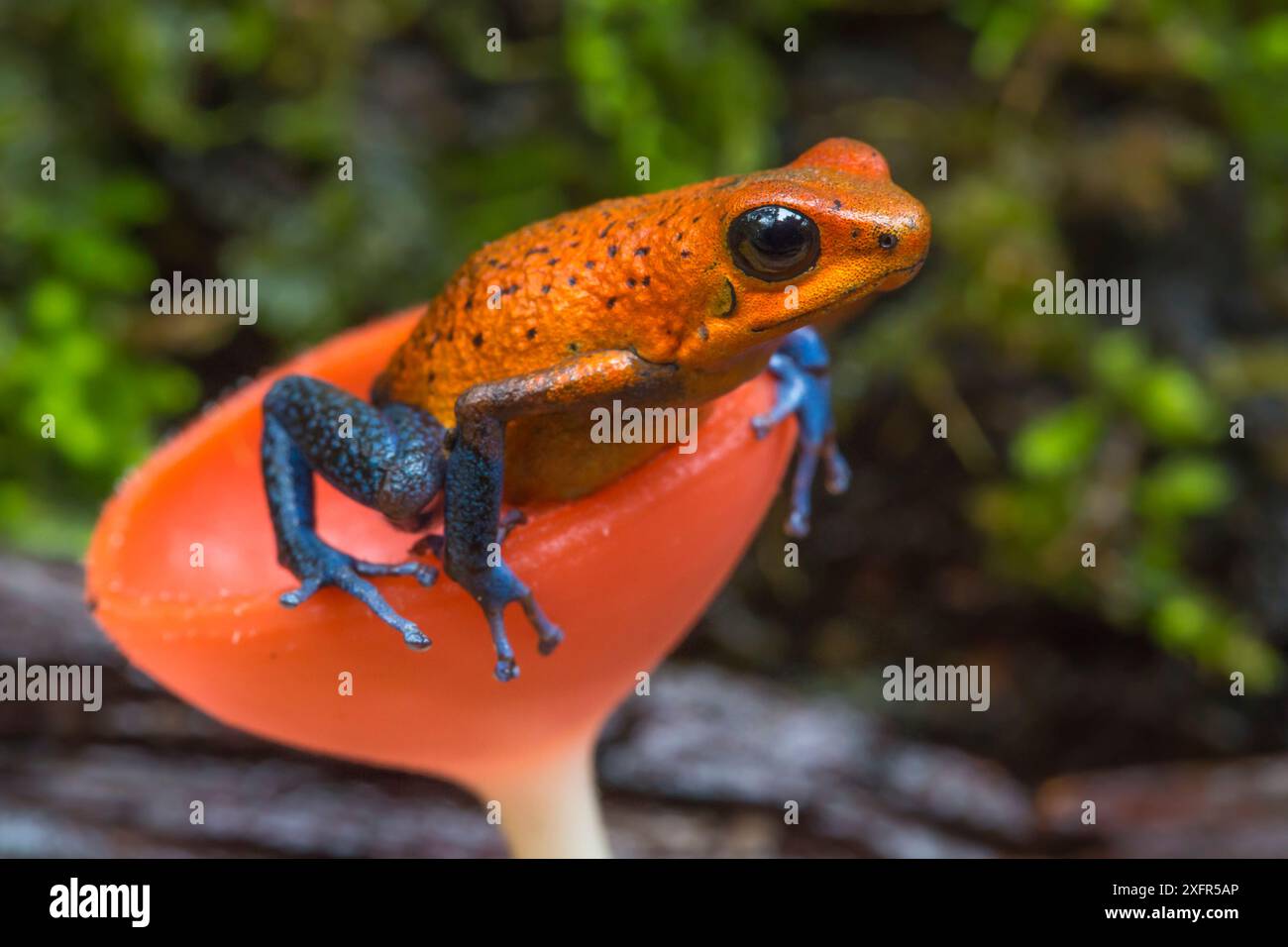 Strawberry poison dart frog (Oophaga / Dendrobates pumilio) in cup ...