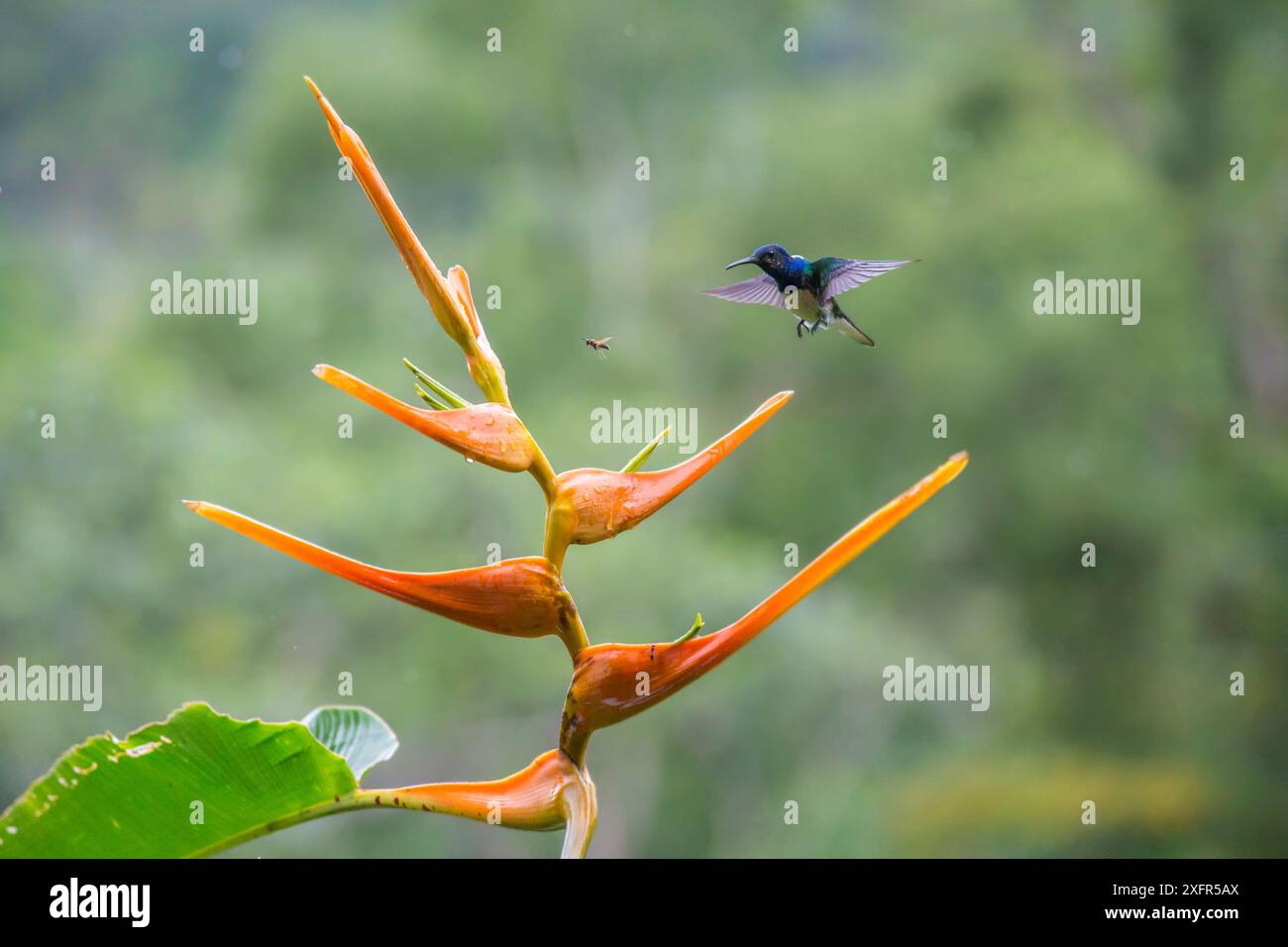 Violet sabrewing hummingbird (Campylopterus hemileucurus) visiting ...
