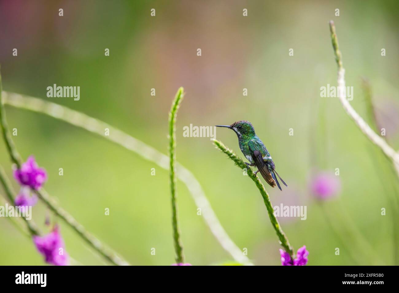 Thorntail discosura sp hi-res stock photography and images - Alamy