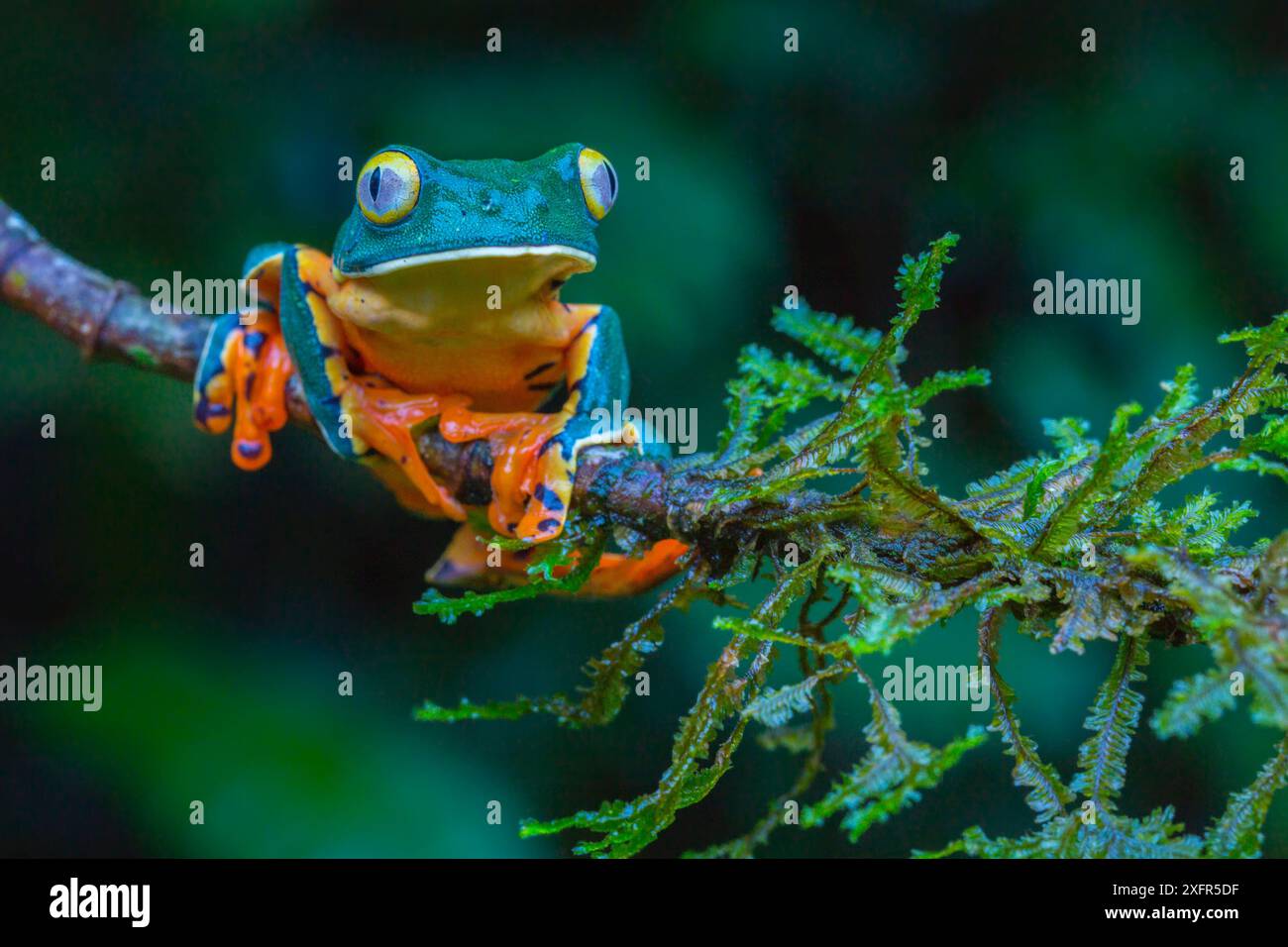 Splendid leaf frog (Cruziohyla calcarifer) La Selva Field Station ...