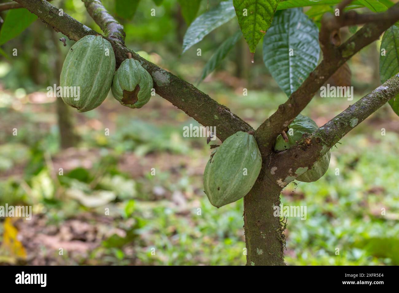 Cacao / Chocolate (Theobroma cacao) plant with ripening seed pods ...