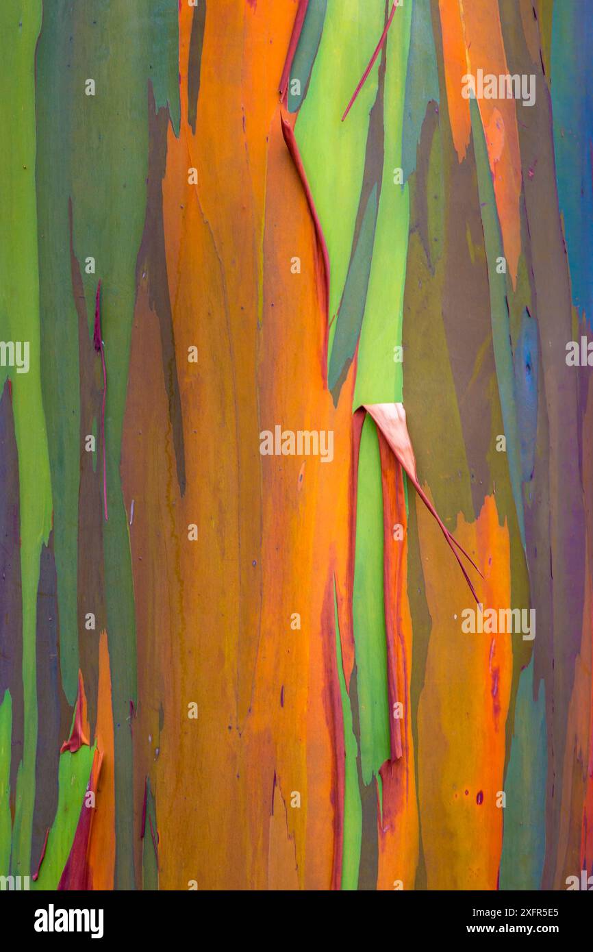 Rainbow eucalyptus (Eucalyptus deglupta) bark, Costa Rica. Small repro ...
