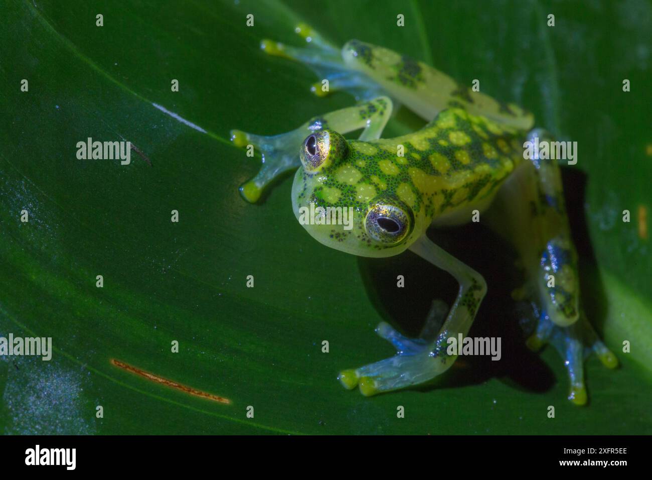 Reticulated glass frog (Hyalinobatrachium valerioi) La Selva Field ...