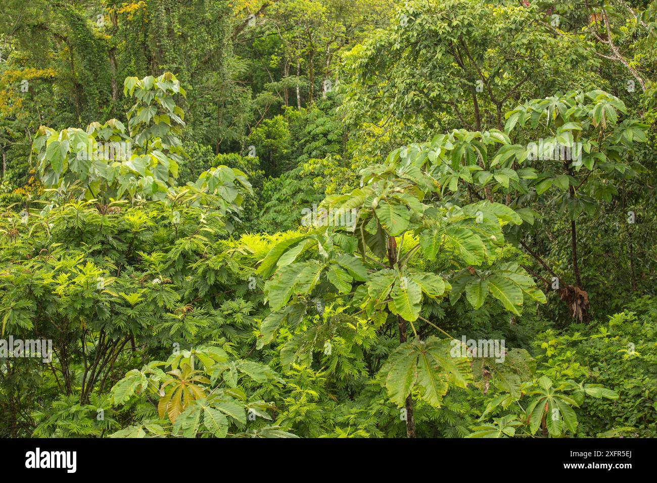 Lowland rainforest, La Selva Field Station, Costa Rica Stock Photo - Alamy