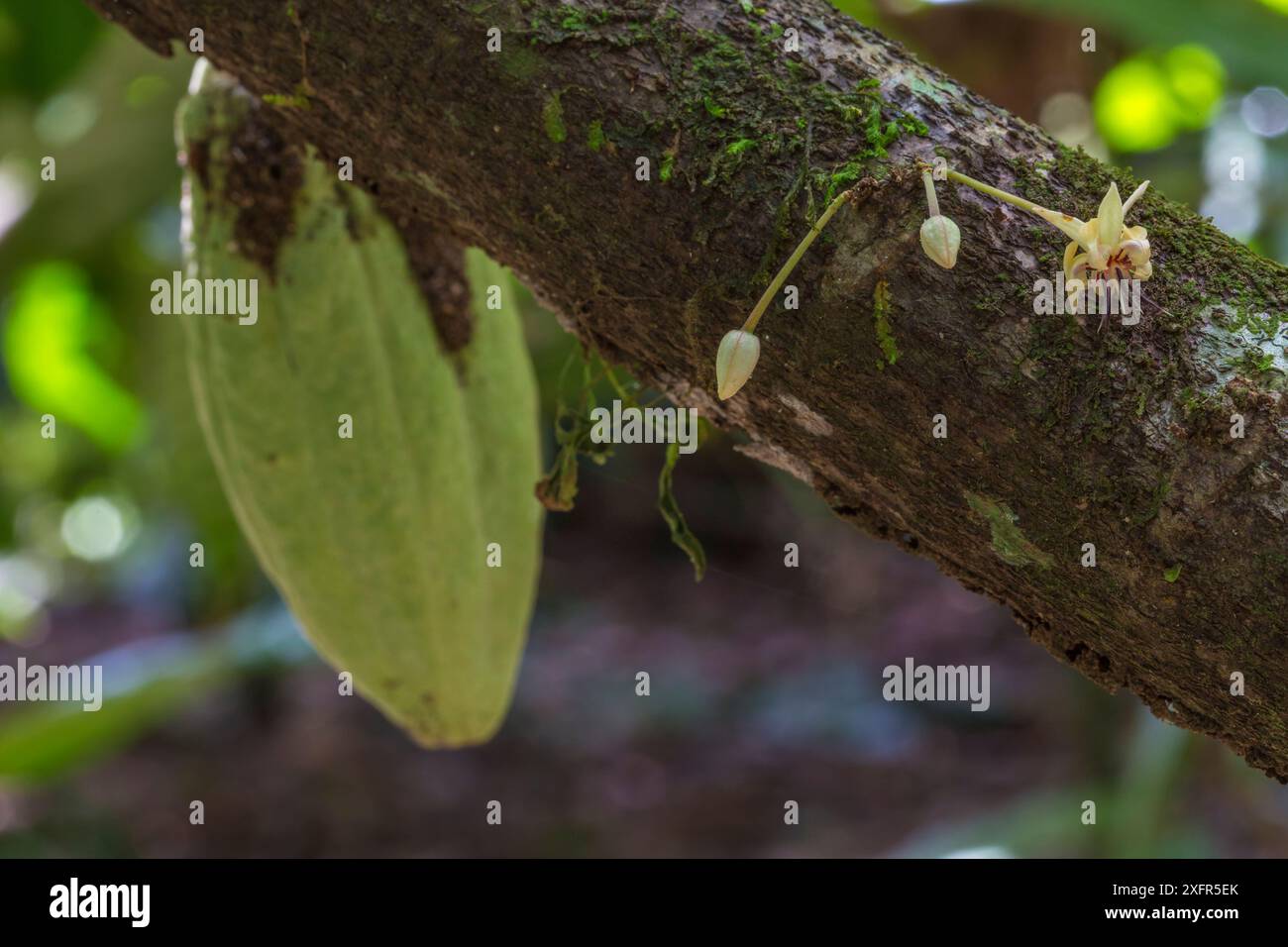 Cacao / Chocolate (Theobroma cacao) plant with flowers, Costa Rica ...