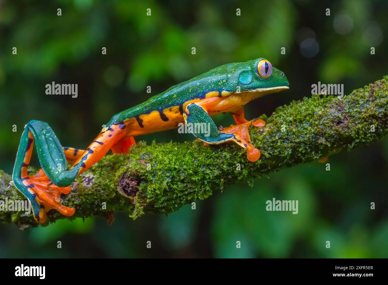 Splendid leaf frog (Cruziohyla calcarifer) La Selva Field Station ...