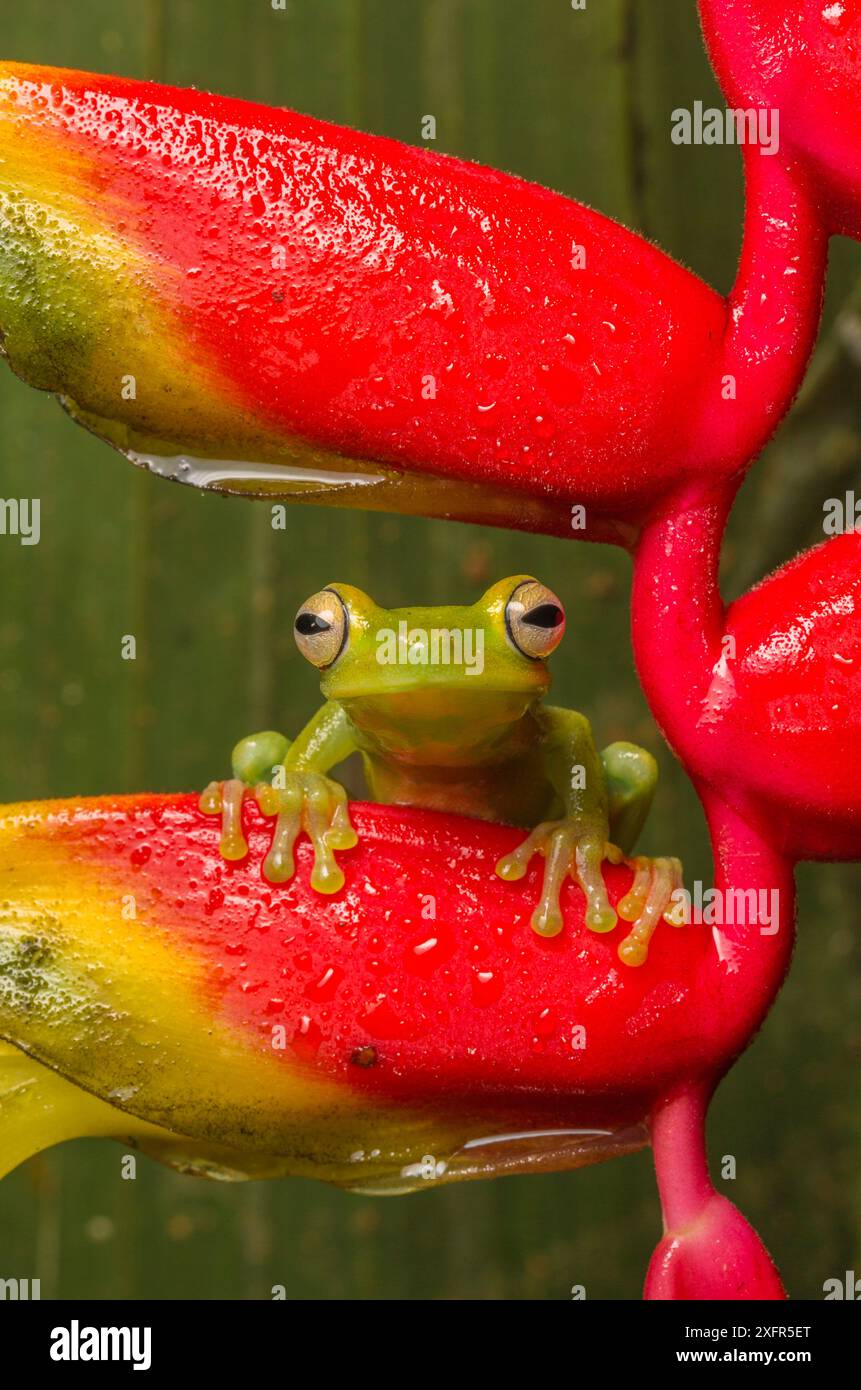 Canal zone tree frog hi-res stock photography and images - Alamy
