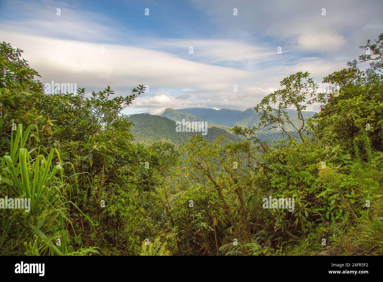 Landscape of Talamancan montane forest, Braulio Carrillo National Park ...