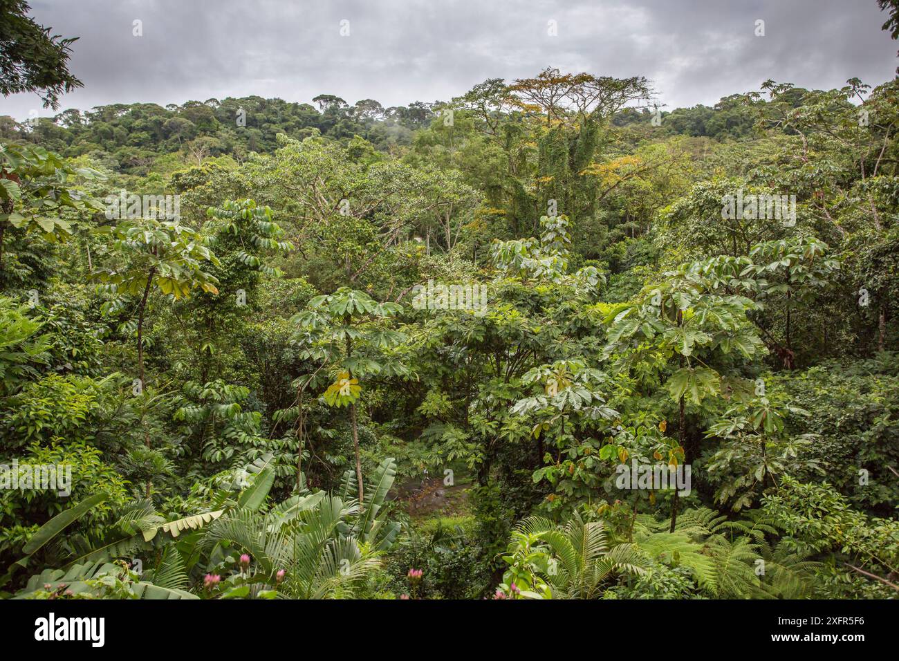 Lowland rainforest, La Selva Field Station, Costa Rica Stock Photo - Alamy