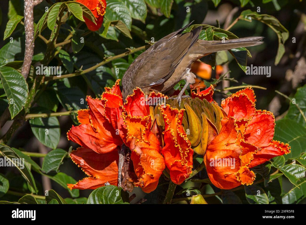 Clay-colored robin (Turdus grayi), drinking from flower ofAfrican tulip ...