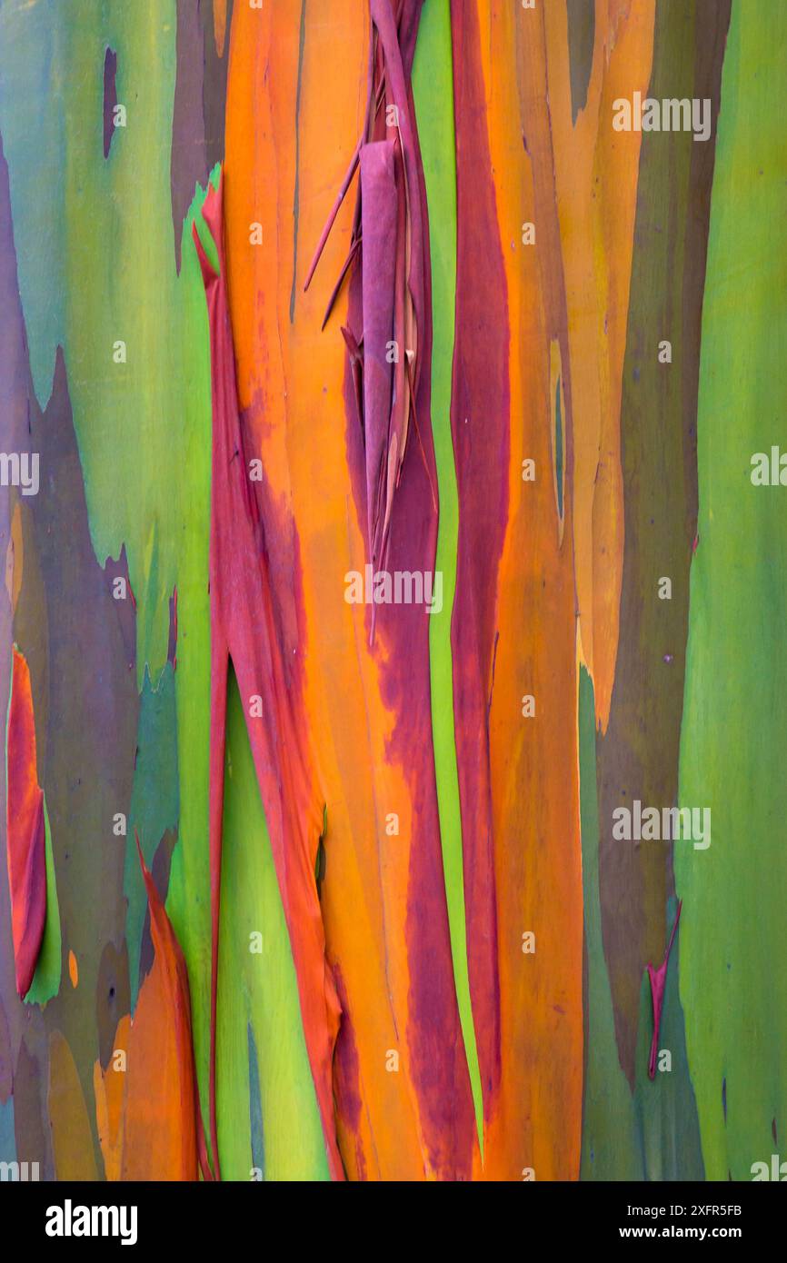 Rainbow eucalyptus (Eucalyptus deglupta) bark, Costa Rica Stock Photo ...