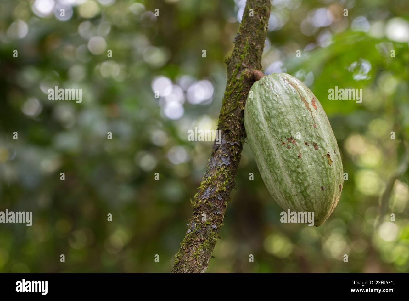Cacao / Chocolate (Theobroma cacao) plant with ripening seed pod, Costa ...