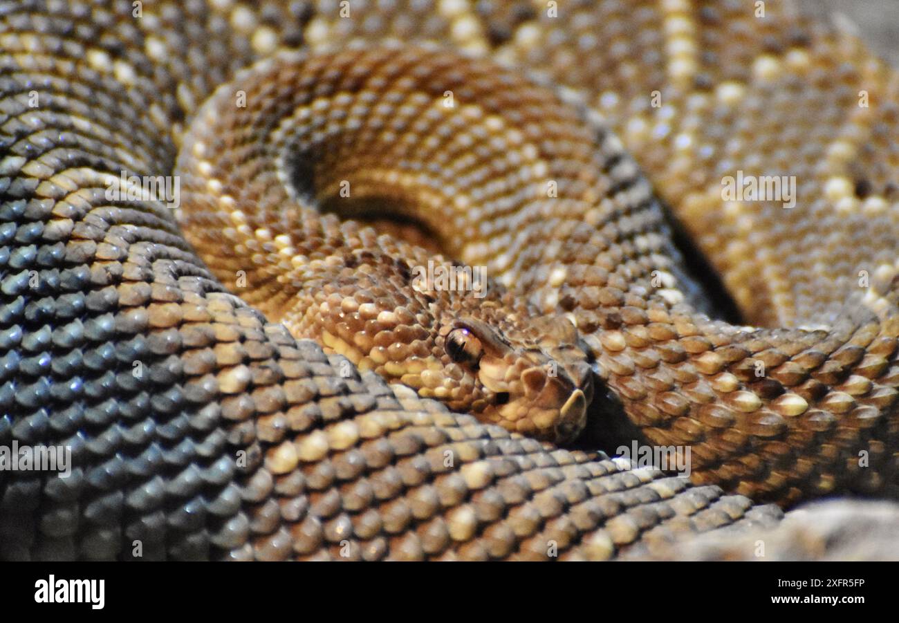 Close-up of an Aruba Island Rattlesnake (Crotalus durissus unicolor), a ...