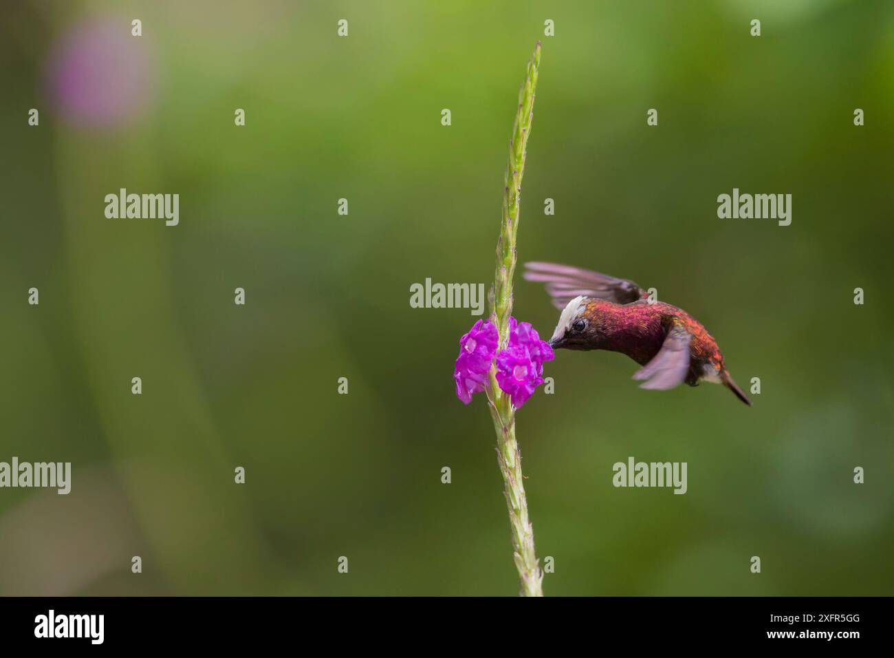 White crowned hummingbirds hi-res stock photography and images - Alamy