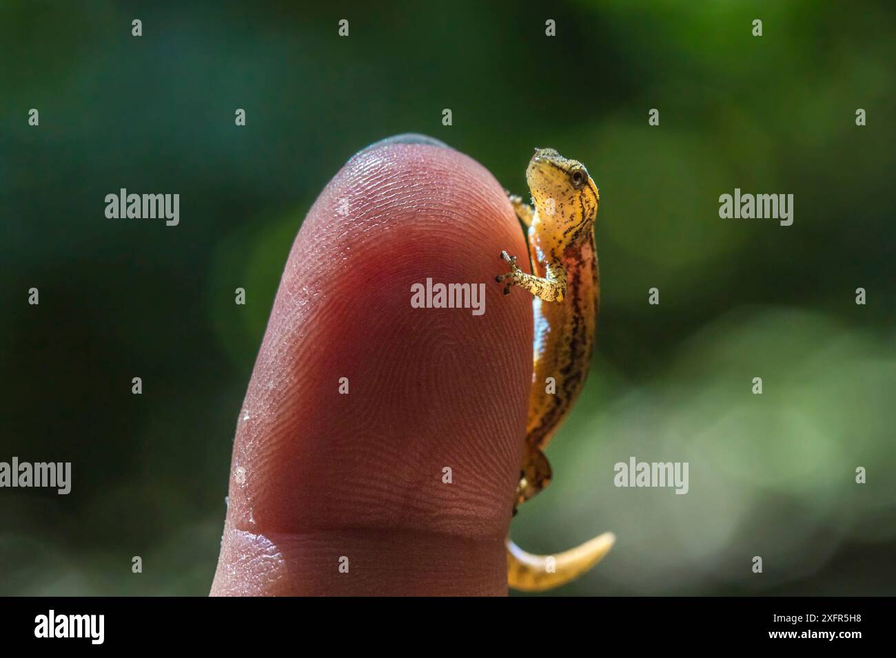 Costa Rican least gecko (Sphaerodactylus graptolaemus), Costa rica. One ...