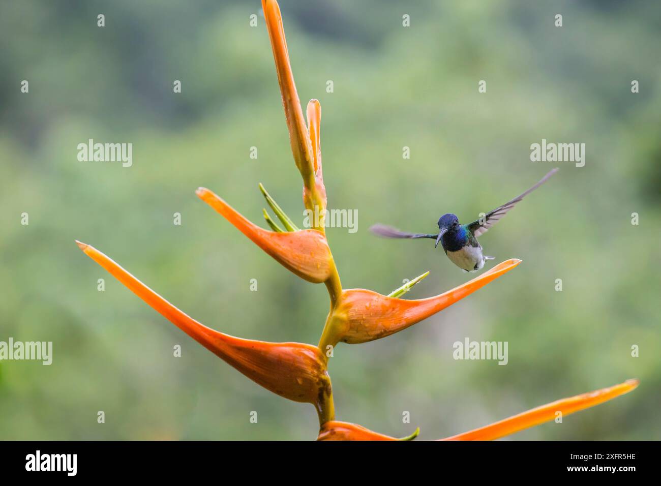 Violet sabrewing hummingbird (Campylopterus hemileucurus) visiting ...