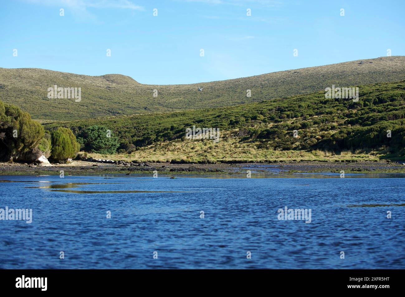 Sitka spruce campbell island hi-res stock photography and images - Alamy