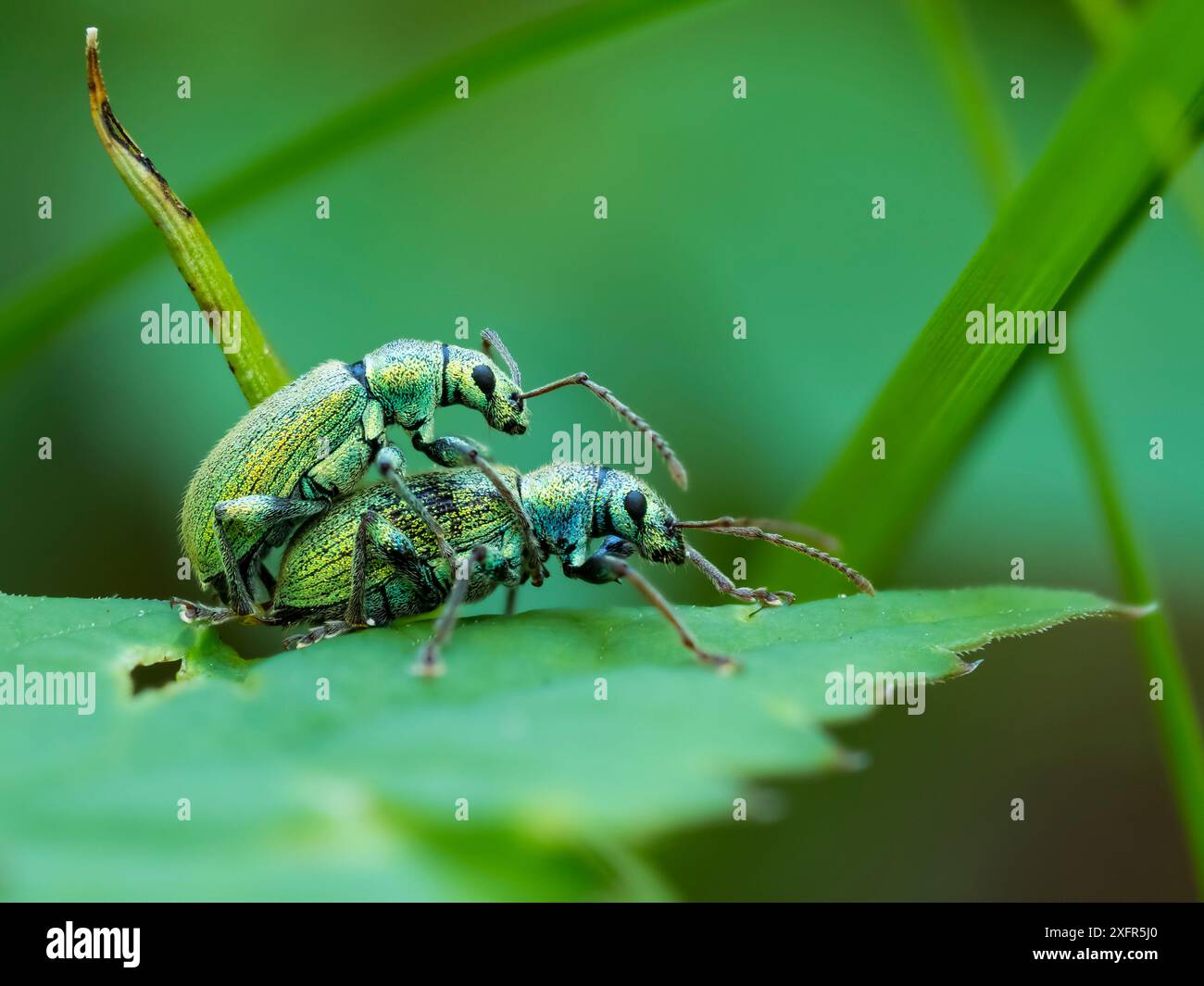 Weevils (Phyllobius arborator) mating, Upper Bavaria, Germany, May ...