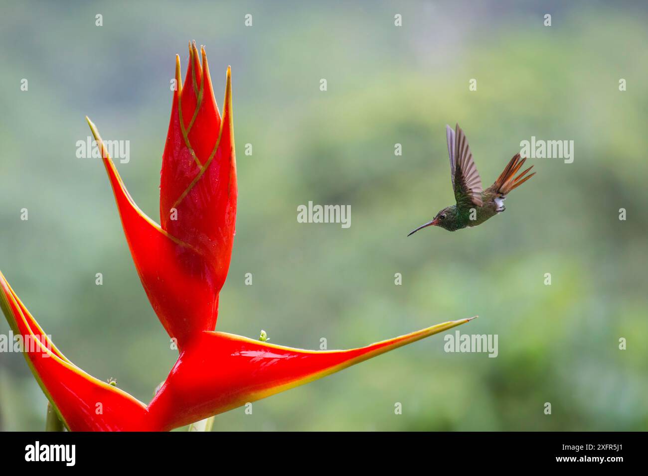 Rufous ailed hummingbird (Amazilia tzacatl) visiting Heliconia flower ...