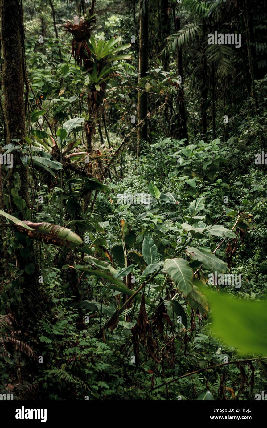 A vibrant display of lush tropical plants thriving in the dense ...