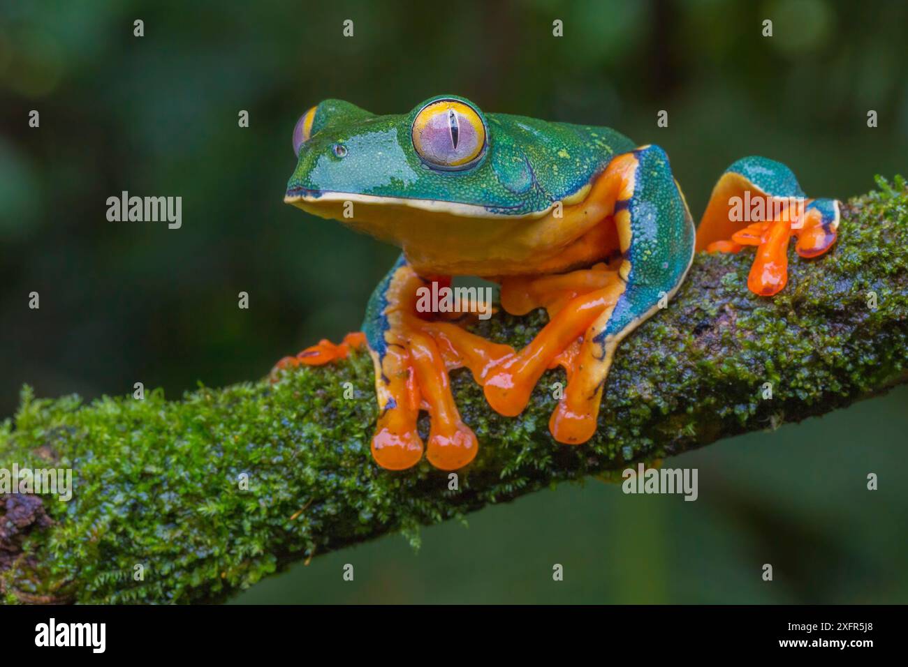 Splendid leaf rog (Cruziohyla calcarifer) La Selva Field Station, Costa ...