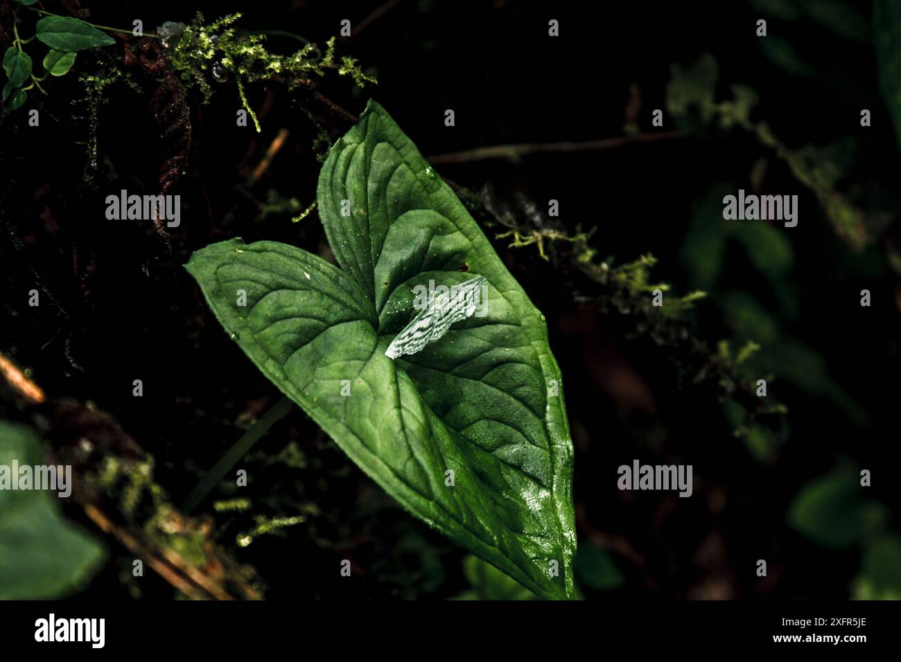 A delicate moth resting on a large green leaf in Buenaventura Tropical ...
