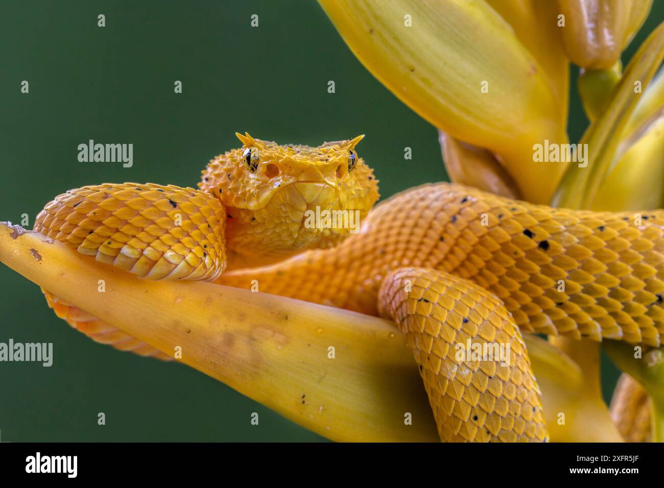 Eyelash viper (Bothriechis schlegelii) waiting on Heliconia flower ...