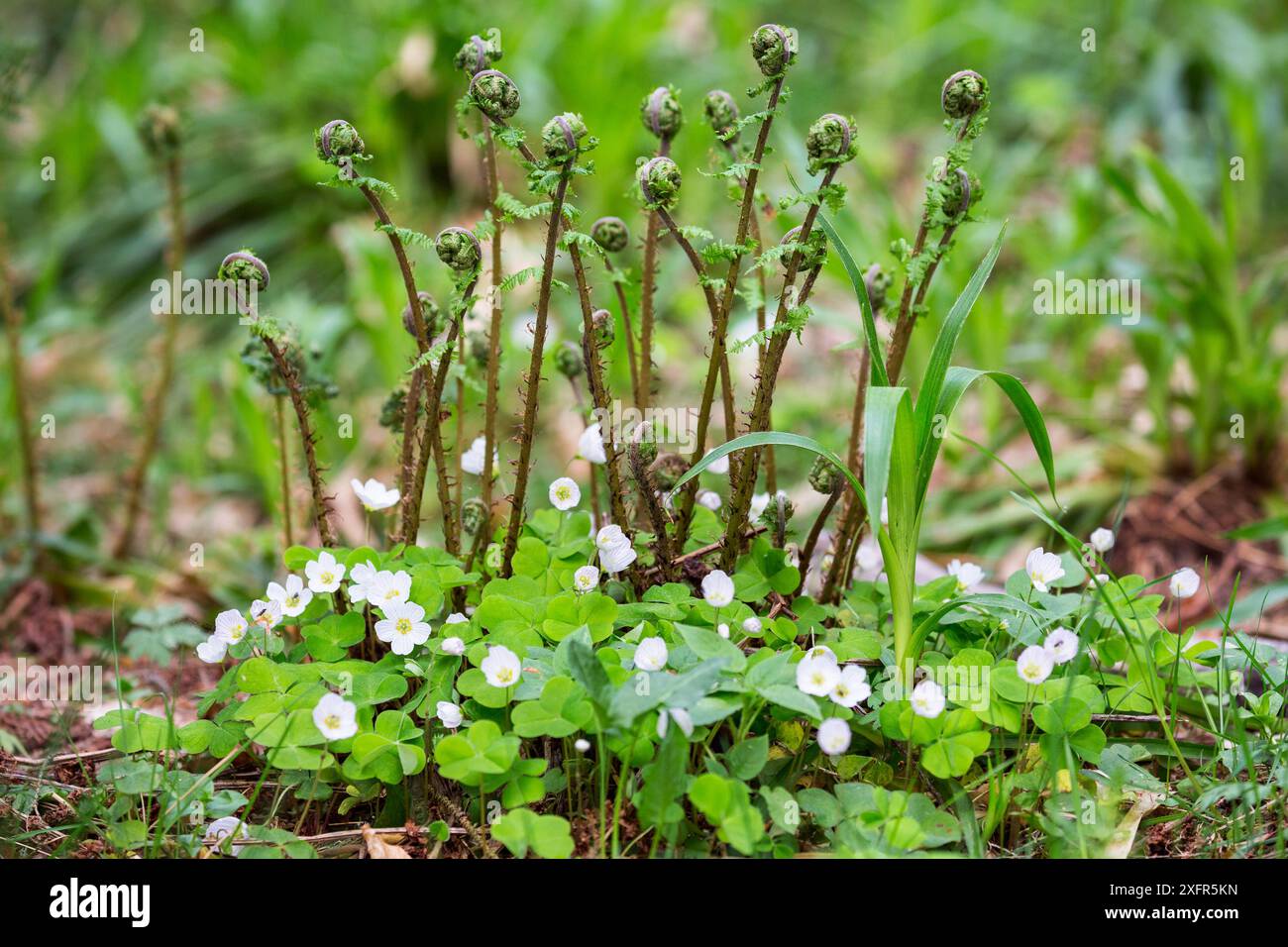 Common wood sorrel (Oxalis acetosella) and fern, Bavarian Forest ...