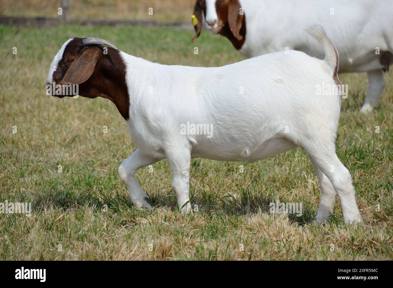 Boer goats hi-res stock photography and images - Alamy