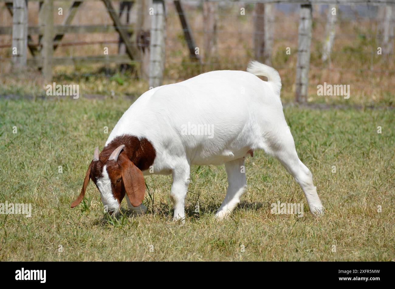 Large Boer goat grazing in the green pastures of the farm Stock Photo ...