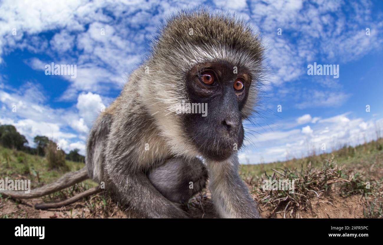 Vervet monkey (Cercopithecus aethiops) female and baby peering with ...