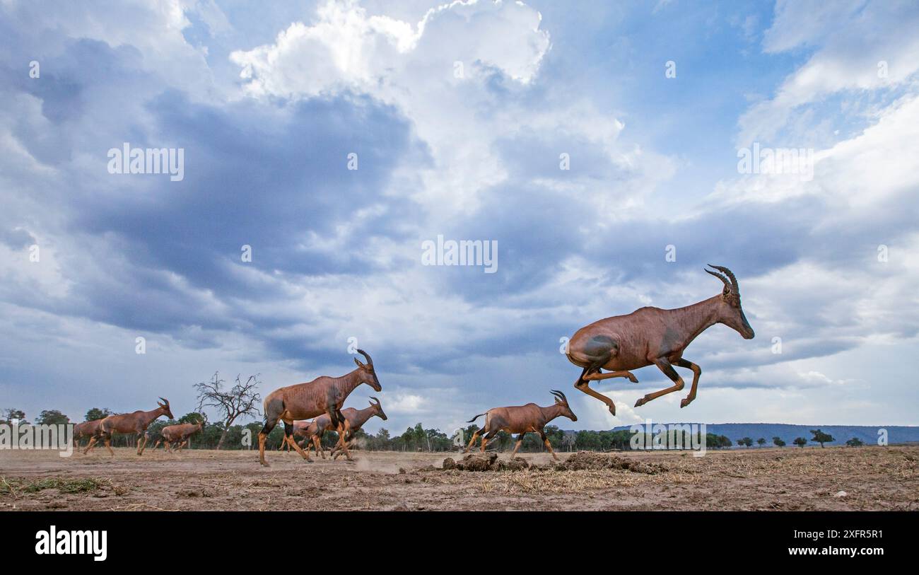Topi (Damaliscus lunatus jimela) running, taken with remote camera ...