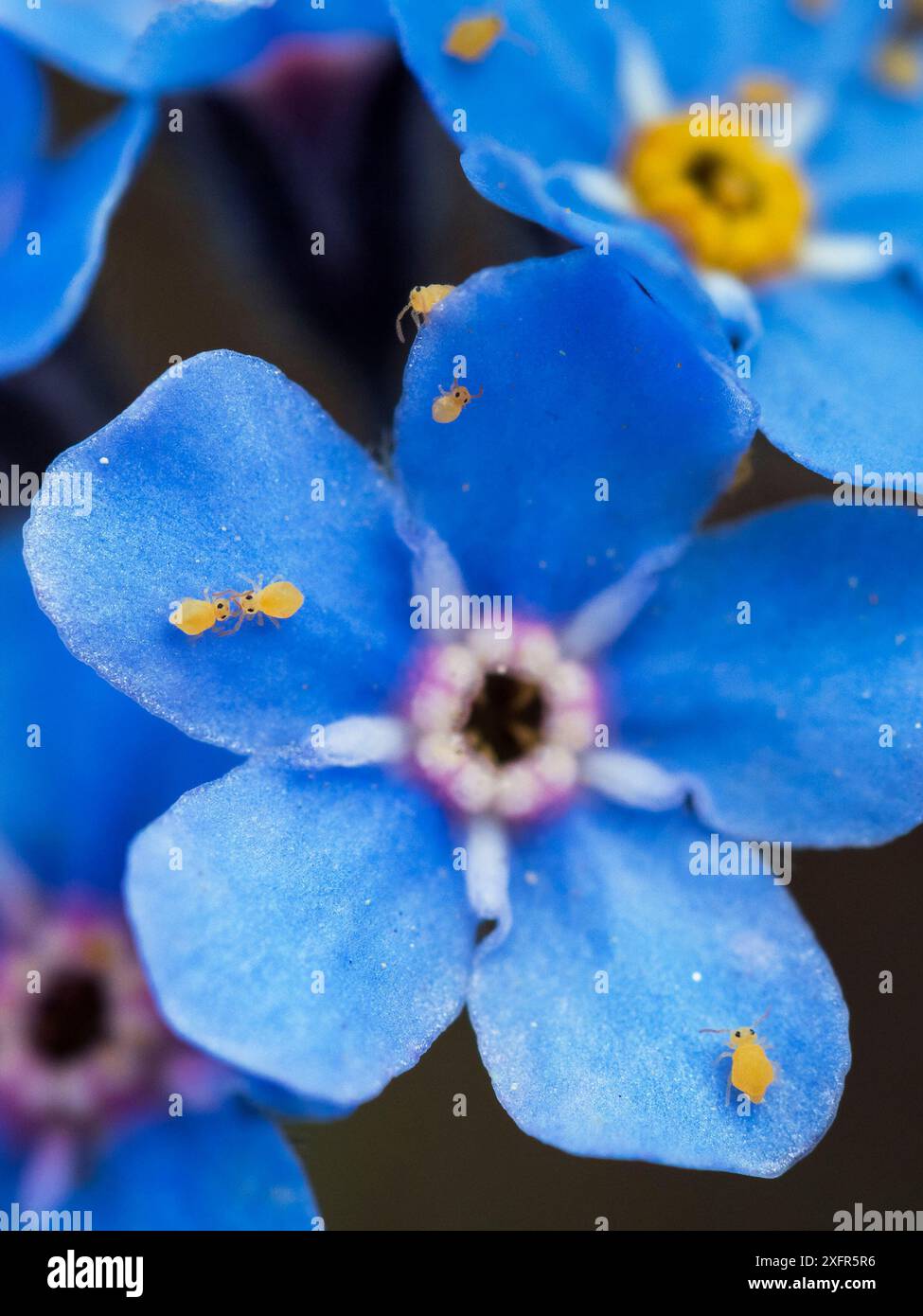 Yellow springtails (Symphypleona) on Forget-me-not flower (Myosotis ...