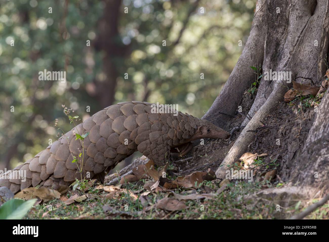 Indian Pangolin (Manis crassicaudata) foraging, Kanha National Park ...