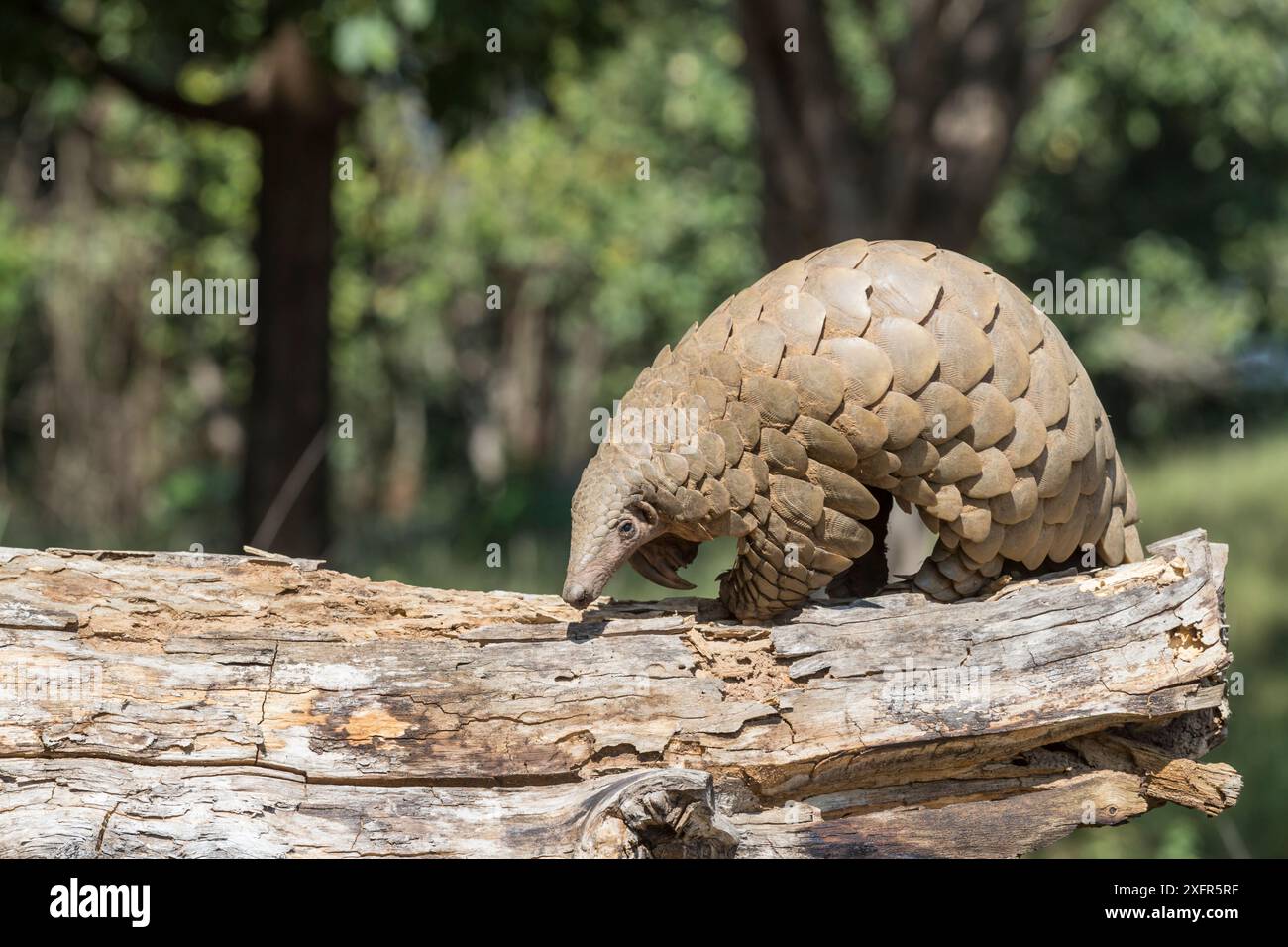 Indian pangolin (Manis crassicaudata) foraging for food, probably ...